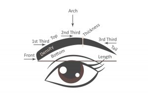 Common Eyebrow Shapes: How to Find Your Perfect Brow Shape